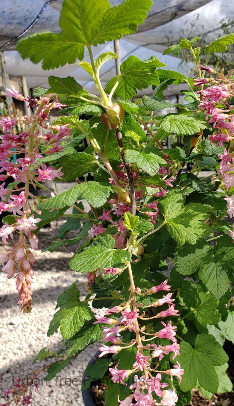 Ribes sanguineum glutinosum 'Spring Showers' | Urban Tree Farm Nursery