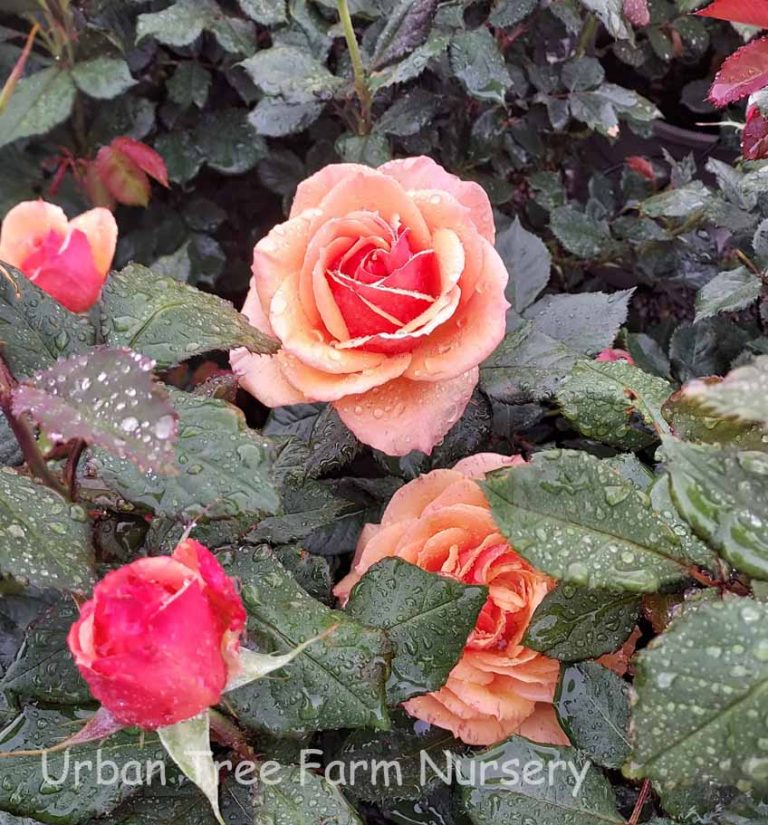 Rosa 'About Face' | Urban Tree Farm Nursery