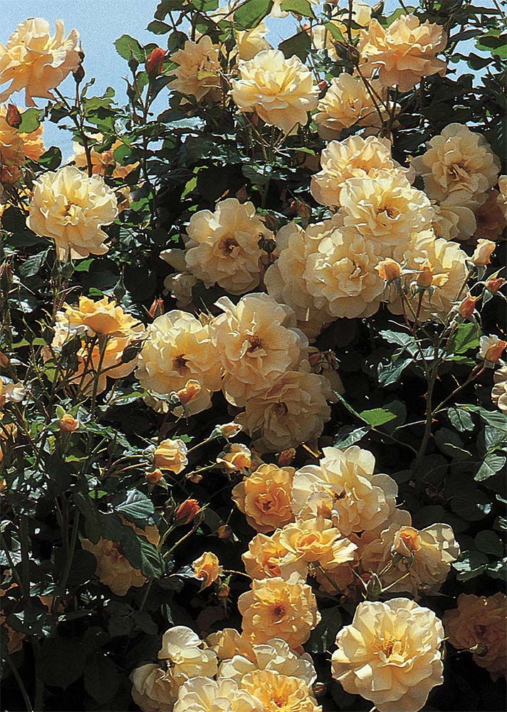 Rosa 'Autumn Sunset' CL | Urban Tree Farm Nursery