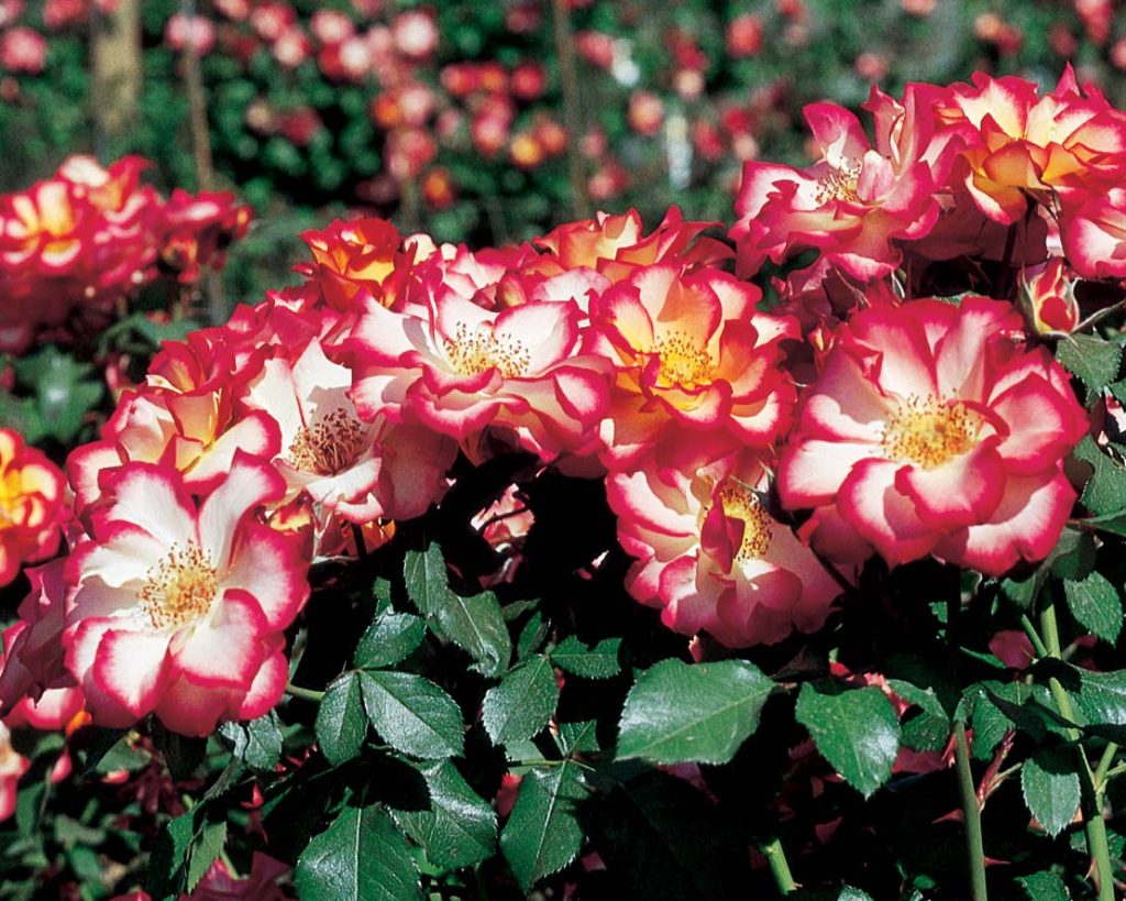 Rosa 'Betty Boop' | Urban Tree Farm Nursery