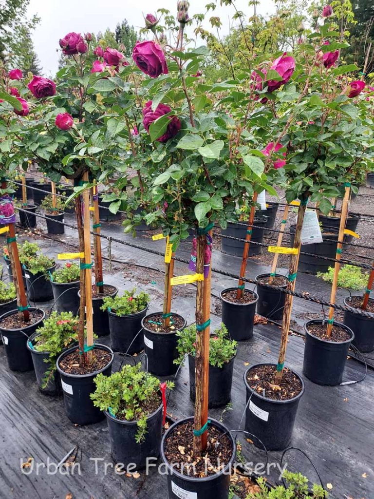 Rosa 'Celestial Night' STD | Urban Tree Farm Nursery