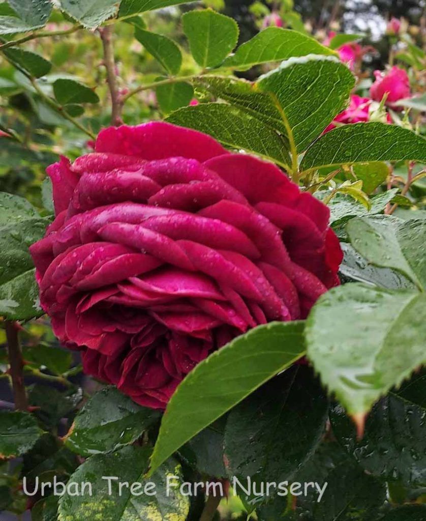 Rosa 'Celestial Night' STD | Urban Tree Farm Nursery