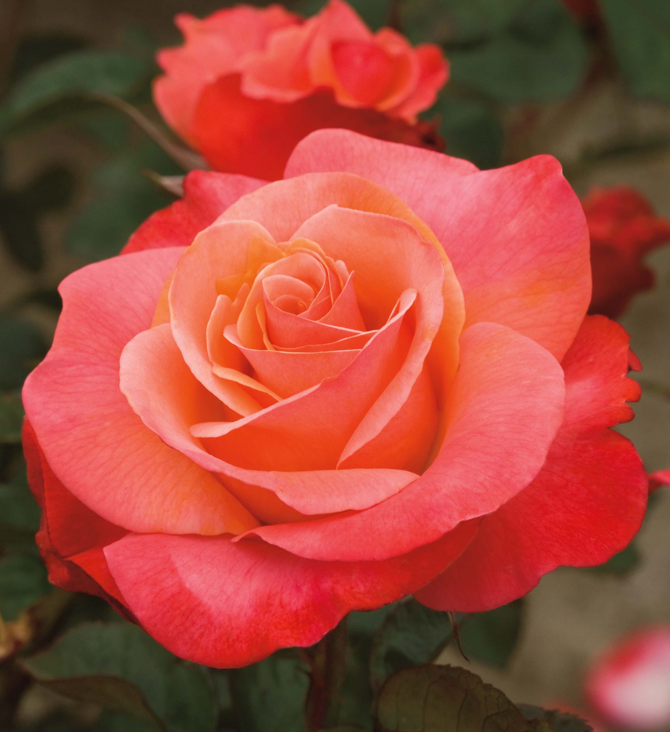 Rosa 'Colorific' STD | Urban Tree Farm Nursery