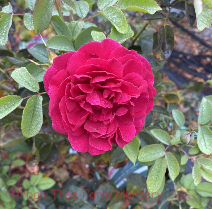 Rosa 'Darcey Bussell' | Urban Tree Farm Nursery