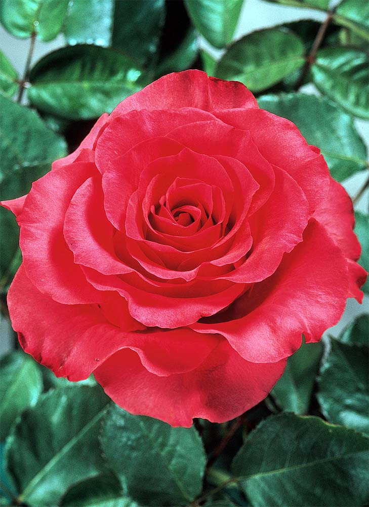 Rosa 'Fame!' | Urban Tree Farm Nursery