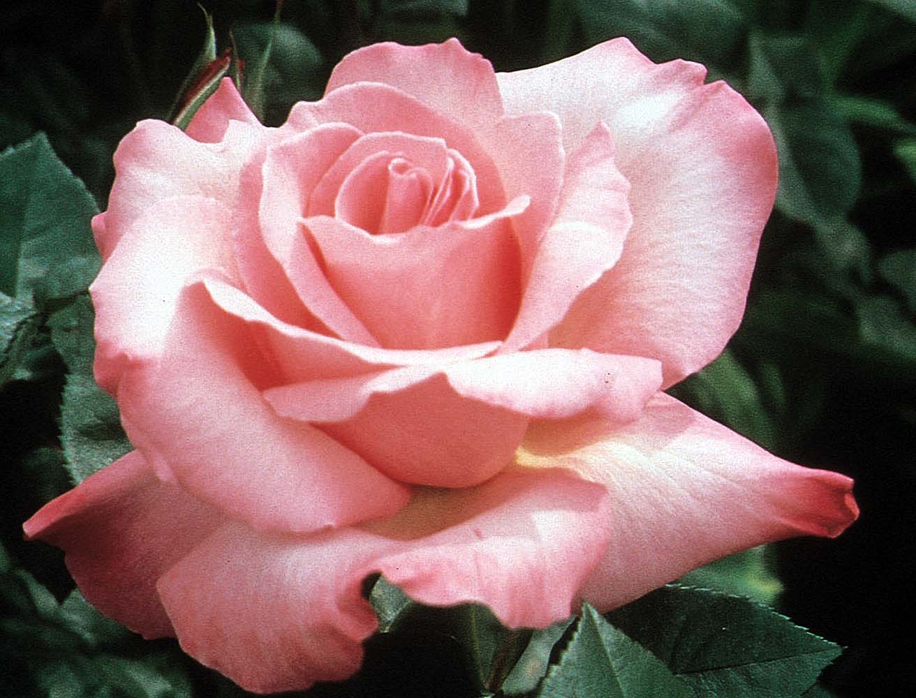 Rosa 'First Prize' | Urban Tree Farm Nursery