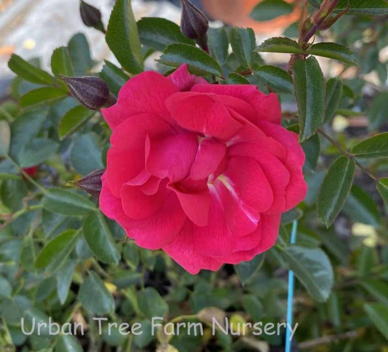 Rosa 'Flower Carpet Pink Supreme' | Urban Tree Farm Nursery