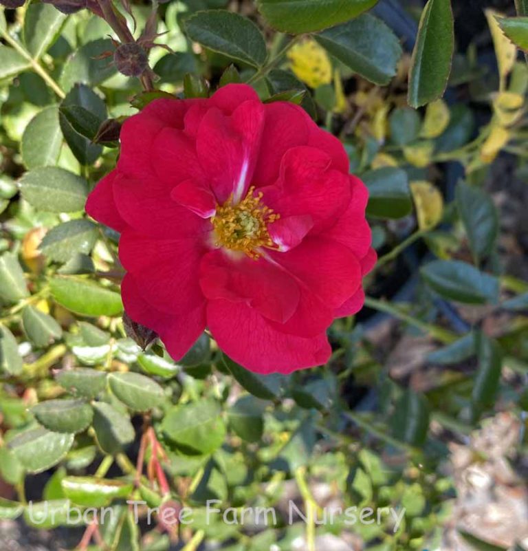 Rosa 'Flower Carpet Pink Supreme' | Urban Tree Farm Nursery