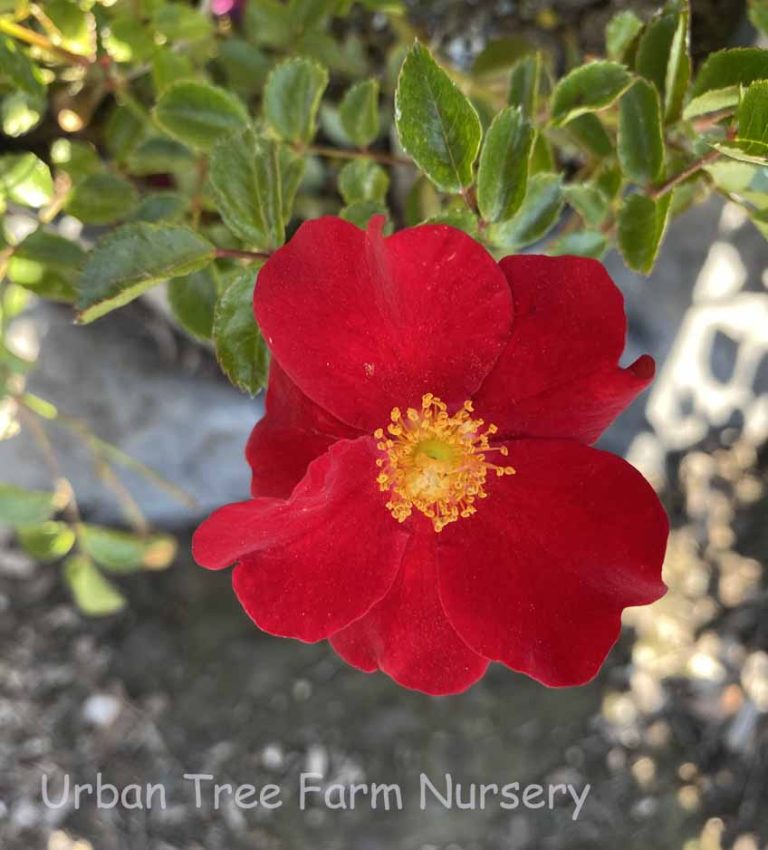 Rosa 'Flower Carpet Red' | Urban Tree Farm Nursery