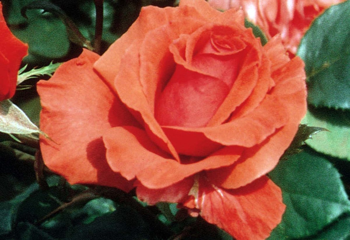 Rosa 'Fragrant Cloud' STD | Urban Tree Farm Nursery