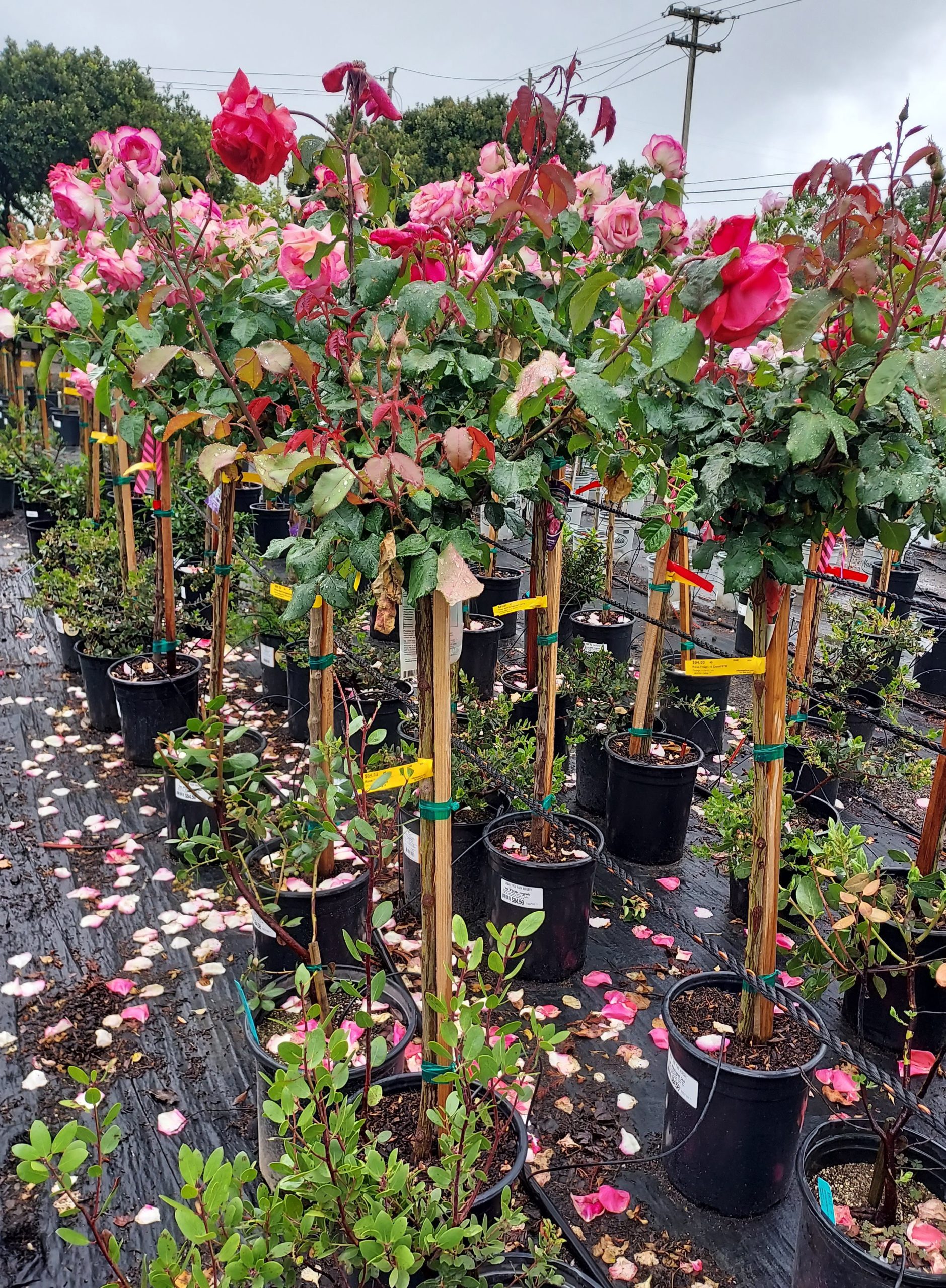 Rosa 'Fragrant Cloud' STD | Urban Tree Farm Nursery