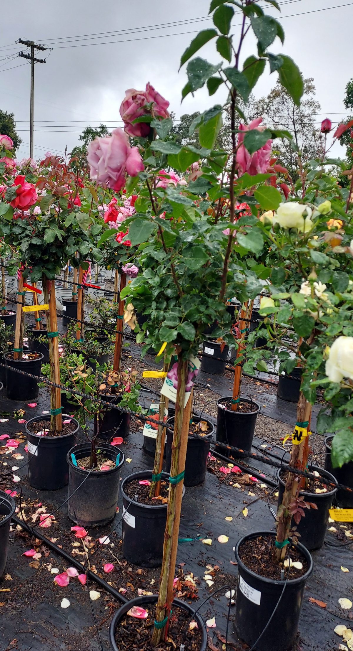 Rosa 'Fragrant Plum' STD | Urban Tree Farm Nursery