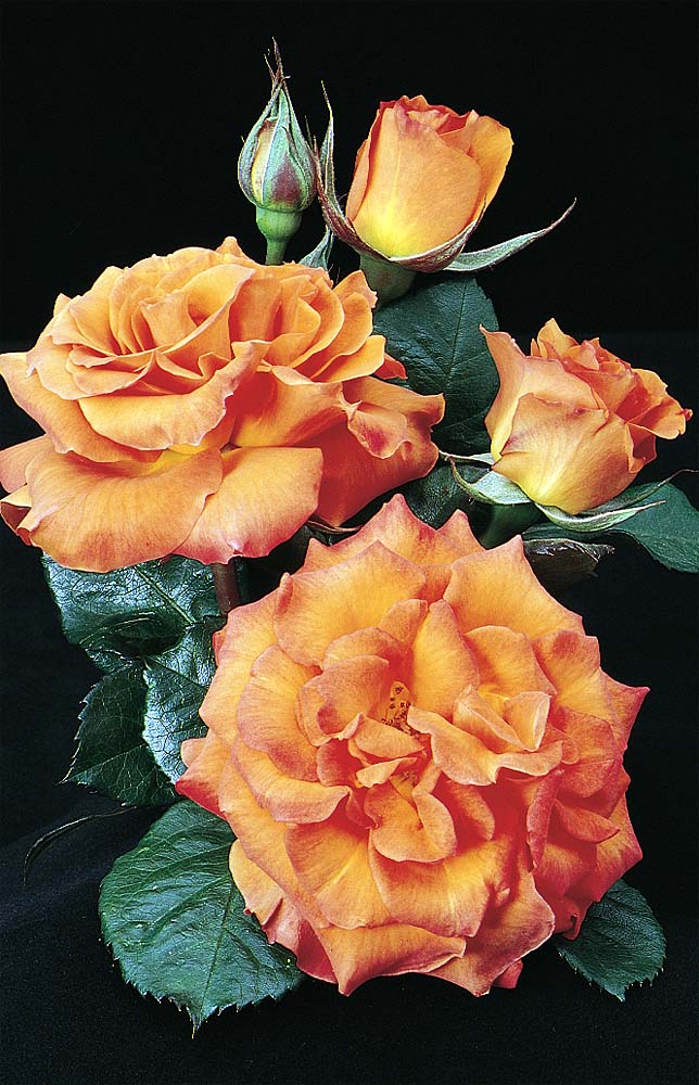 Rosa 'Gingersnap' | Urban Tree Farm Nursery