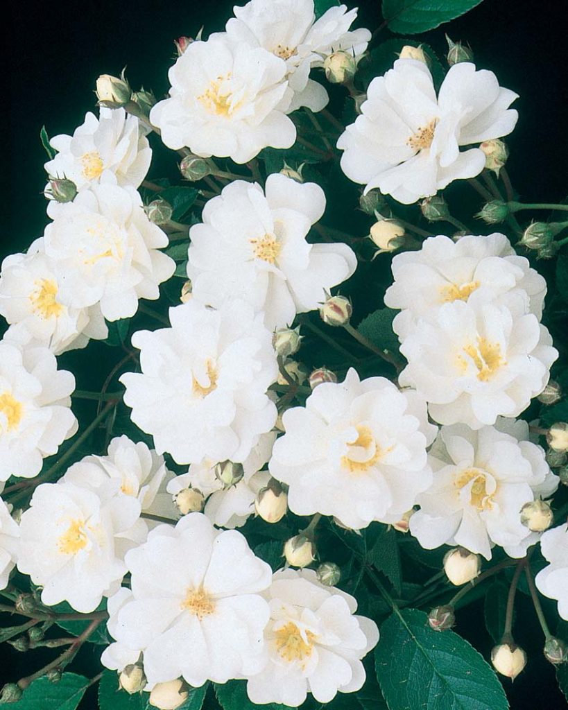 Rosa 'Gourmet Popcorn' | Urban Tree Farm Nursery