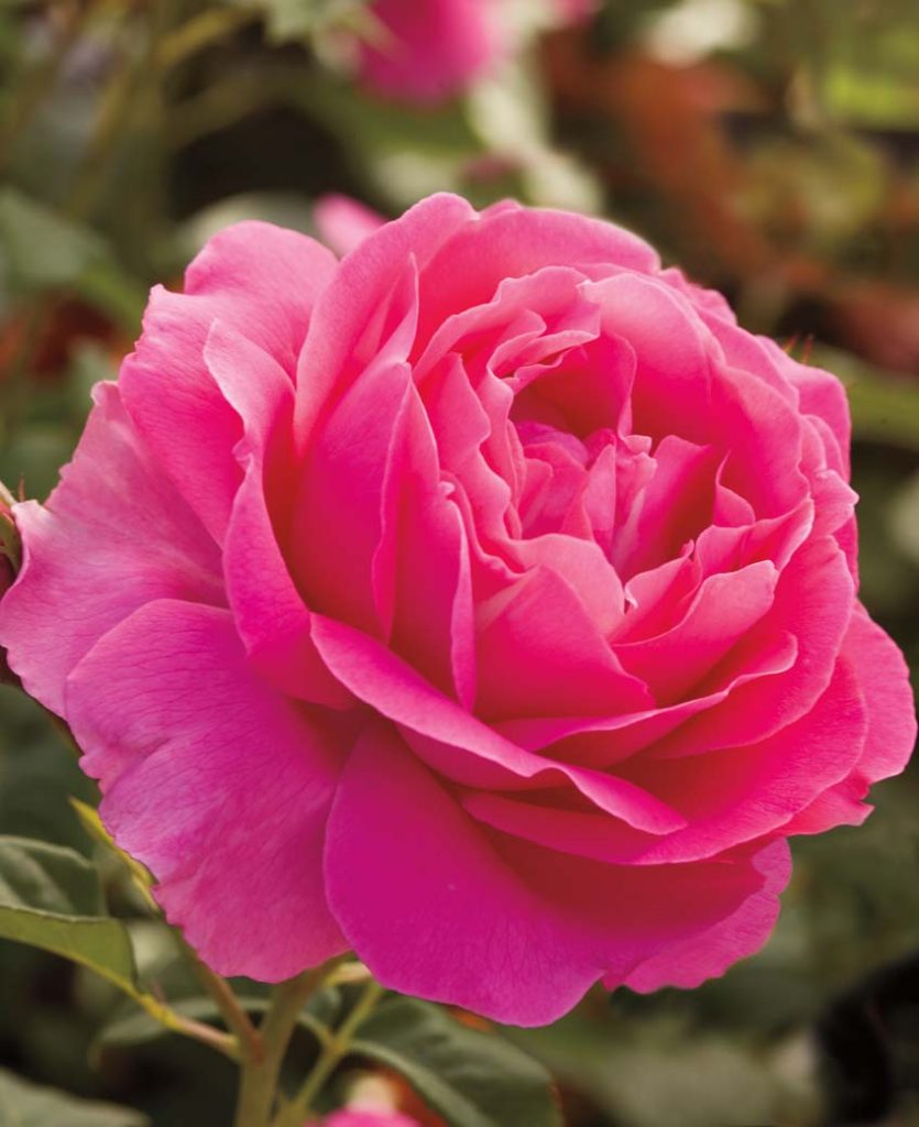 Rosa 'Grande Dame' | Urban Tree Farm Nursery