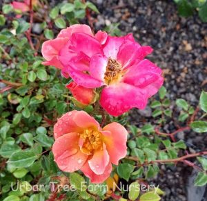 Rosa 'Happy Chappy' | Urban Tree Farm Nursery