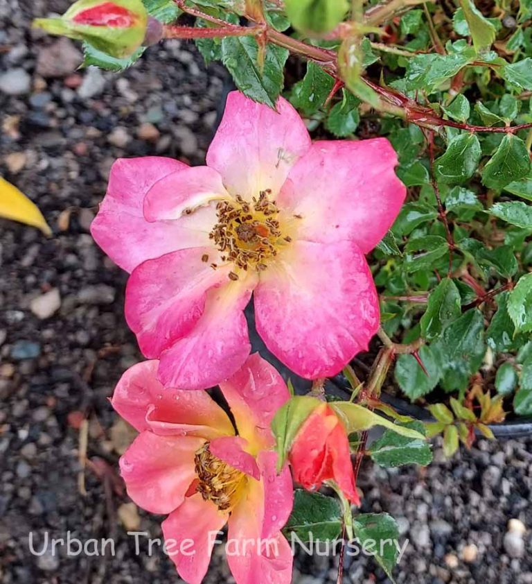 Rosa 'Happy Chappy' | Urban Tree Farm Nursery
