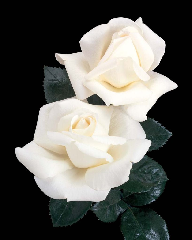 Rosa 'Home & Family' | Urban Tree Farm Nursery