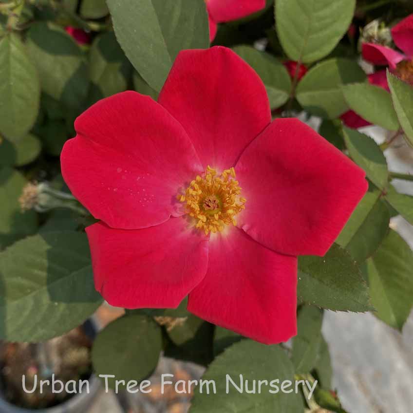 Rosa 'Home Run Pink' STD | Urban Tree Farm Nursery