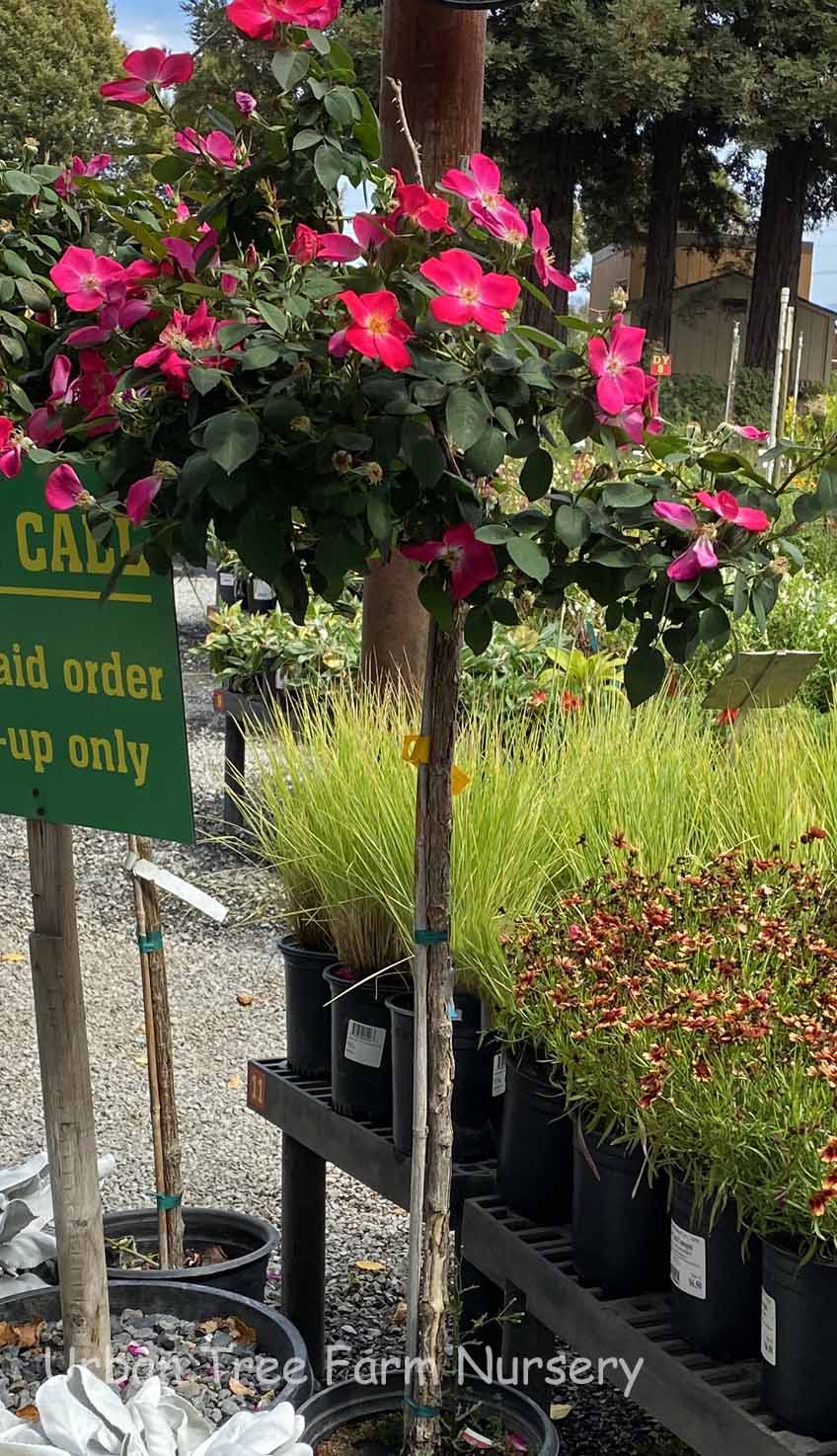 Rosa 'Home Run Pink' STD | Urban Tree Farm Nursery