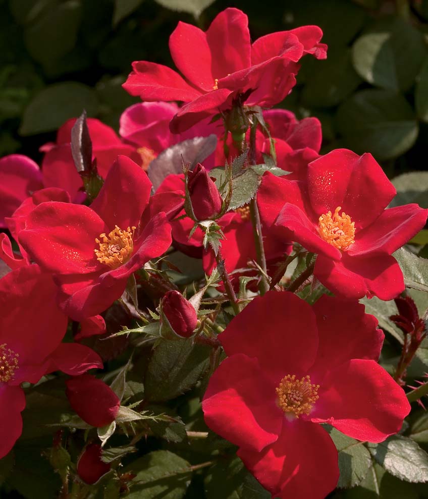 Rosa 'Home Run Red' | Urban Tree Farm Nursery