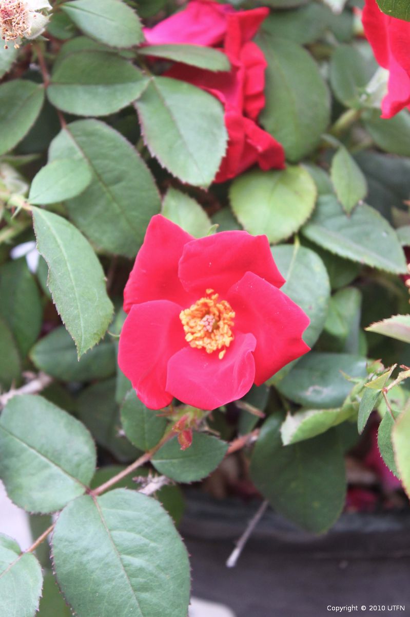 Rosa 'Home Run Red' | Urban Tree Farm Nursery