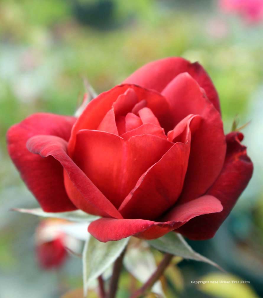 Rosa 'Hot Cocoa' | Urban Tree Farm Nursery