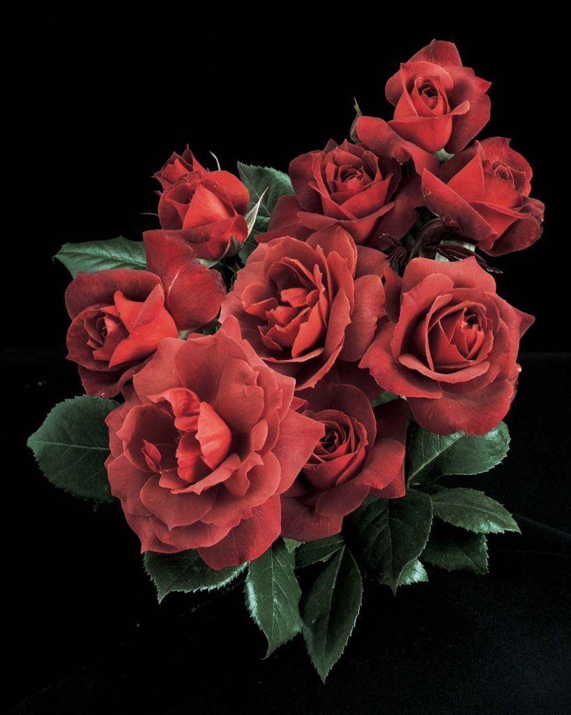 Rosa 'Hot Cocoa' | Urban Tree Farm Nursery