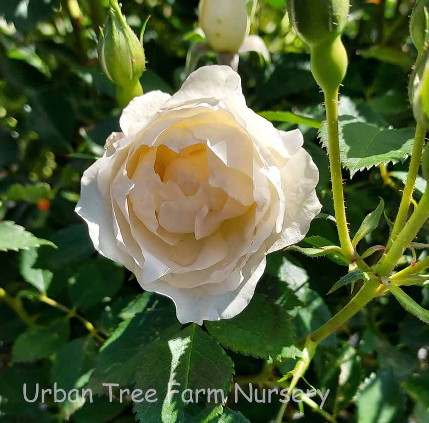 Rosa 'Icecap' | Urban Tree Farm Nursery