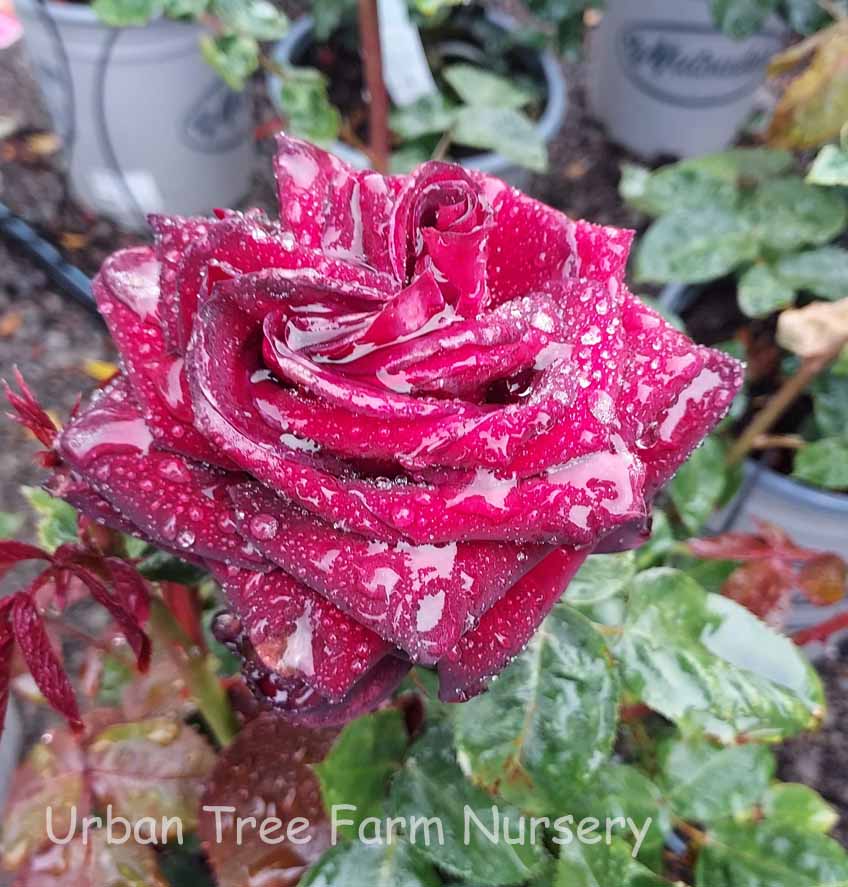 Rosa 'Ink Spots' | Urban Tree Farm Nursery