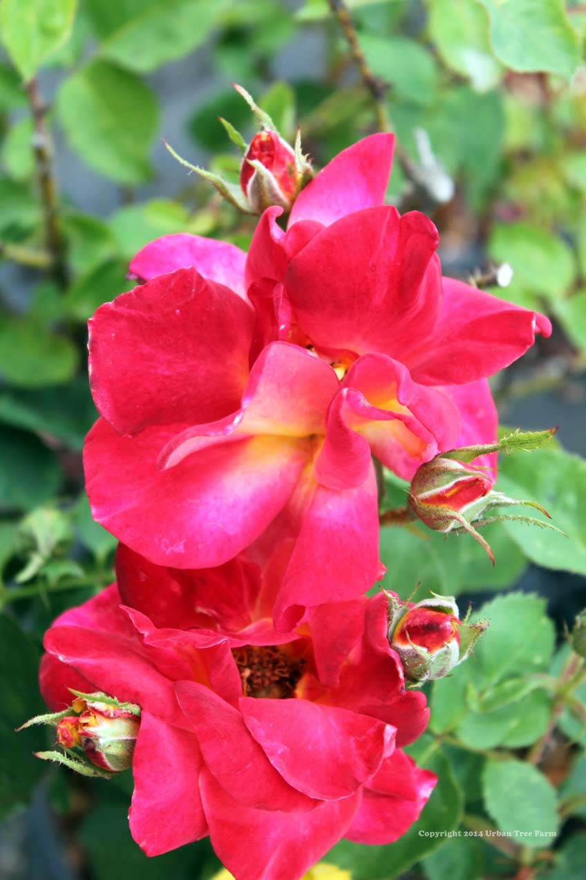 Rosa 'Joseph's Coat' CL | Urban Tree Farm Nursery