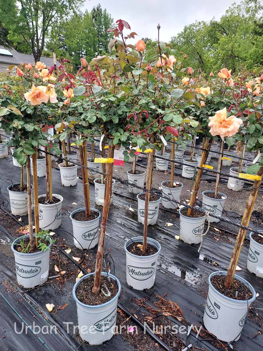 Rosa 'Just Joey' STD | Urban Tree Farm Nursery