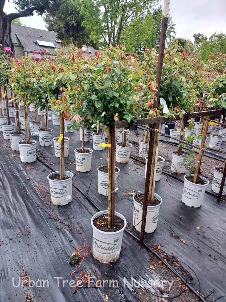 Rosa 'Ketchup & Mustard' STD | Urban Tree Farm Nursery