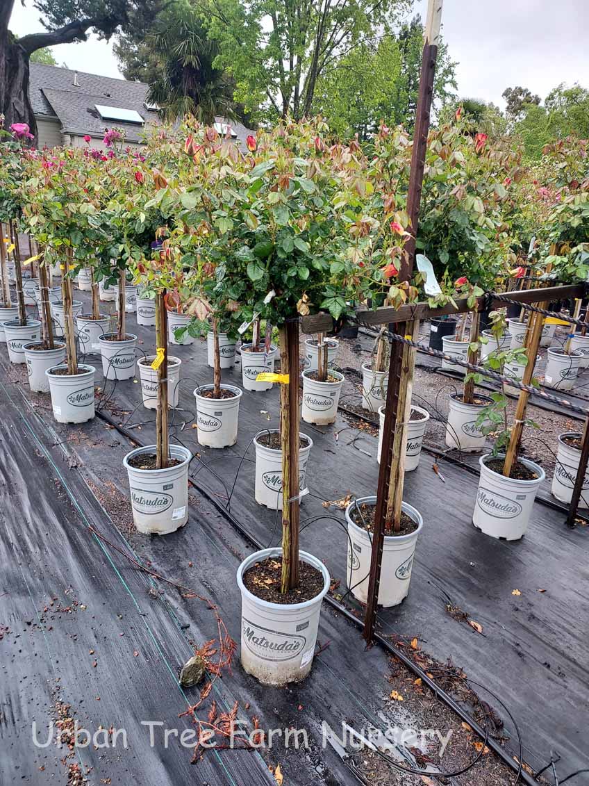 Rosa 'Ketchup & Mustard' STD | Urban Tree Farm Nursery