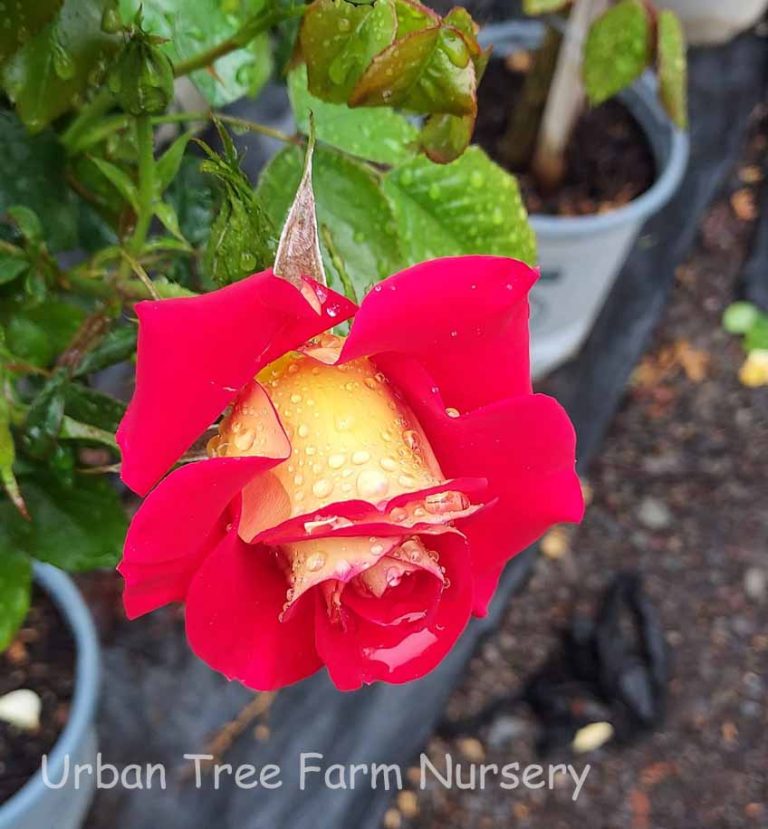 Rosa 'Ketchup & Mustard' | Urban Tree Farm Nursery