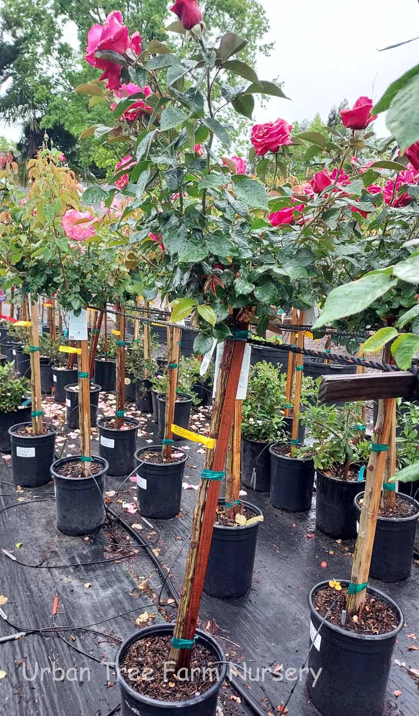 Rosa 'Lasting Love' STD | Urban Tree Farm Nursery