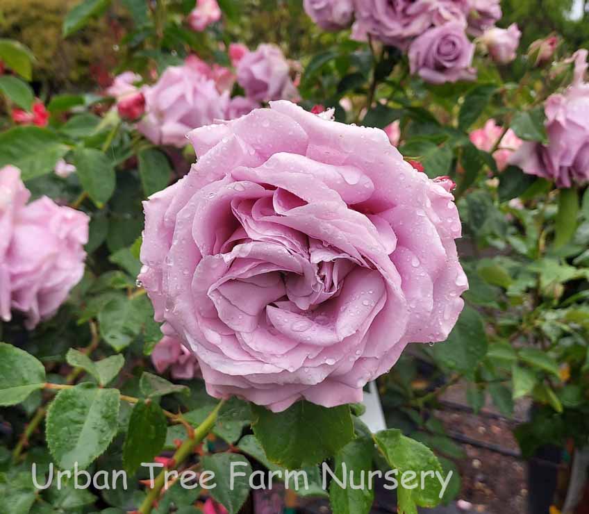 Rosa 'Love Song' STD | Urban Tree Farm Nursery