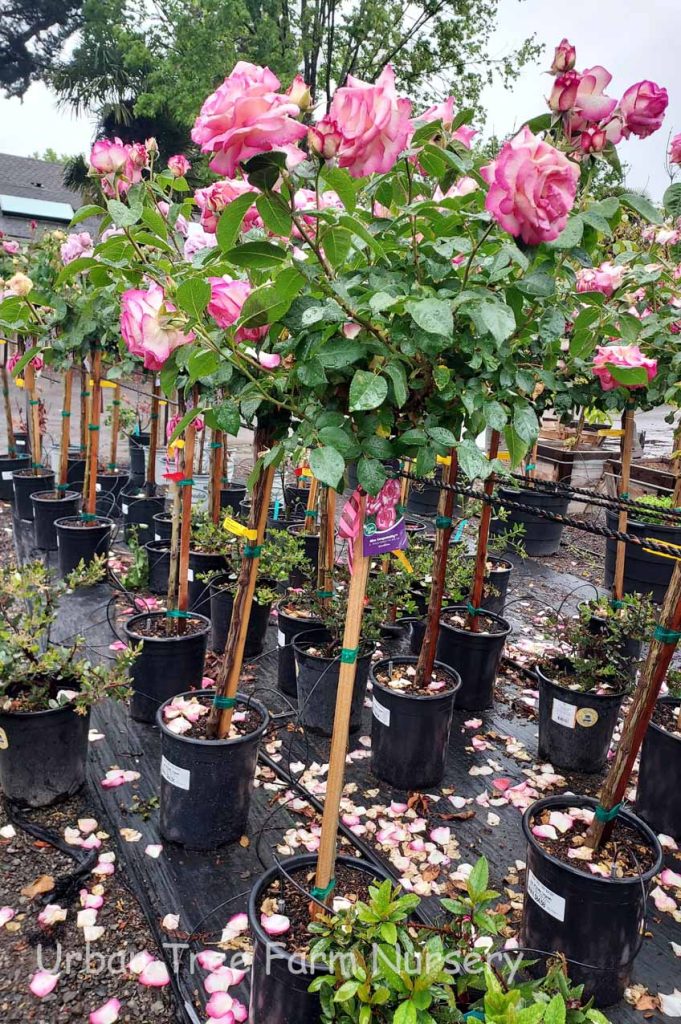 Rosa 'Miss Congeniality' STD | Urban Tree Farm Nursery