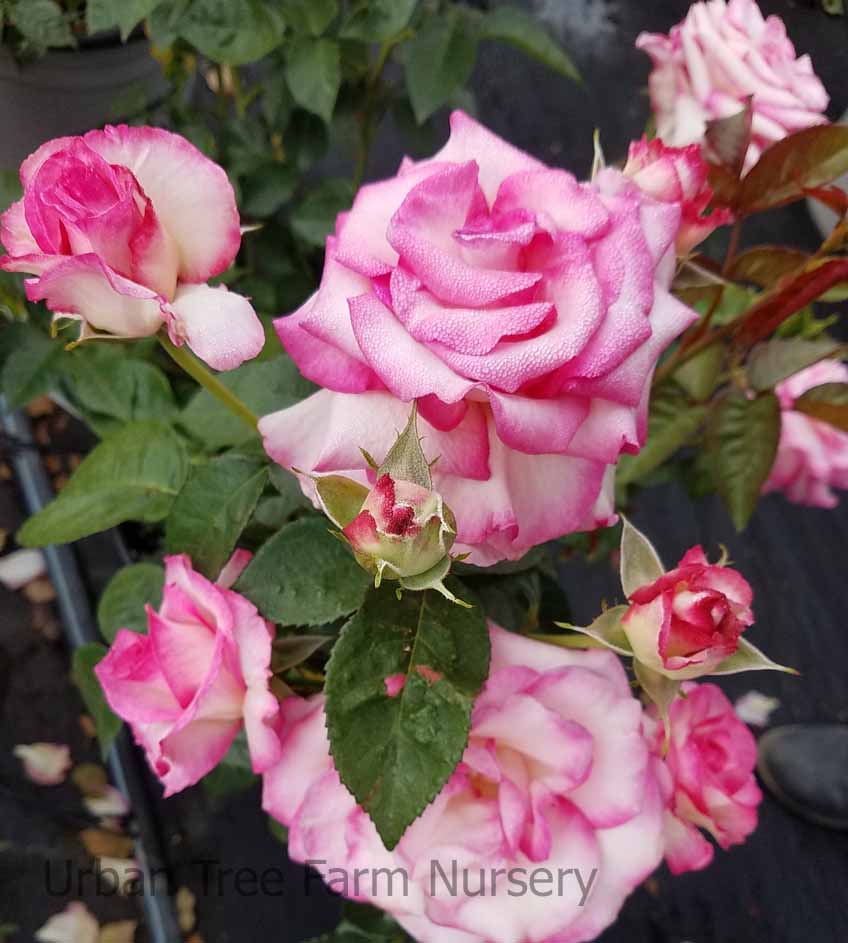 Rosa 'Miss Congeniality' | Urban Tree Farm Nursery