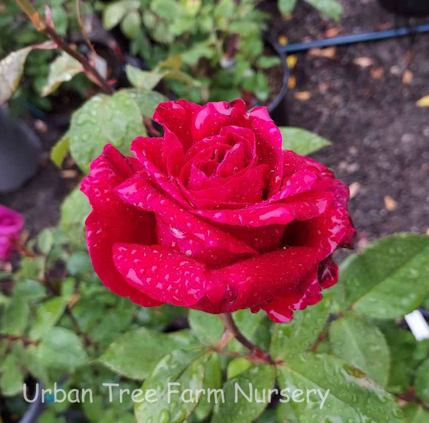 Rosa 'Mister Lincoln' STD | Urban Tree Farm Nursery