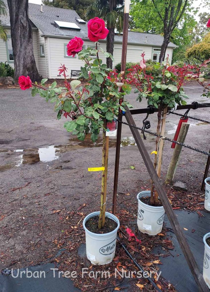 Rosa 'Mister Lincoln' STD | Urban Tree Farm Nursery