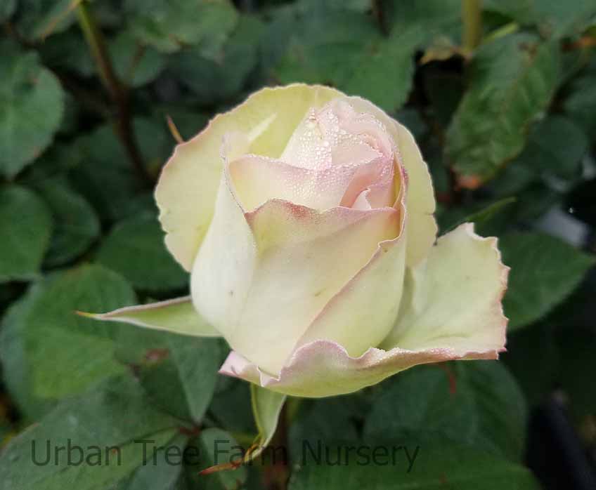 Rosa 'Moonstone' | Urban Tree Farm Nursery