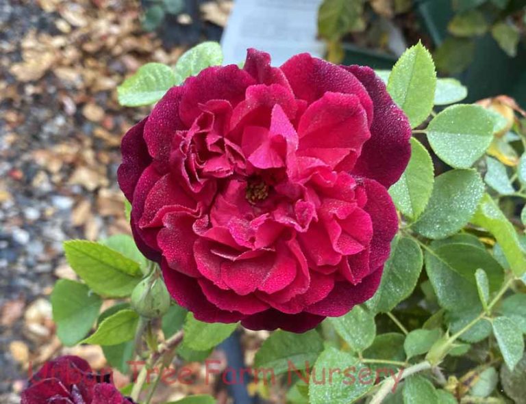 Rosa 'Munstead Wood' | Urban Tree Farm Nursery