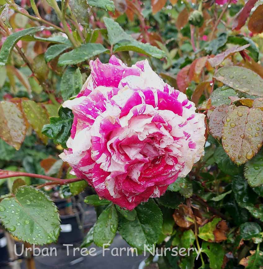 Rosa 'Neil Diamond' STD | Urban Tree Farm Nursery