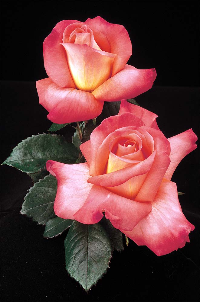 Rosa 'Octoberfest' | Urban Tree Farm Nursery