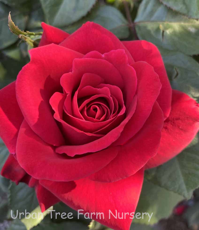 Rosa 'Olympiad' STD | Urban Tree Farm Nursery