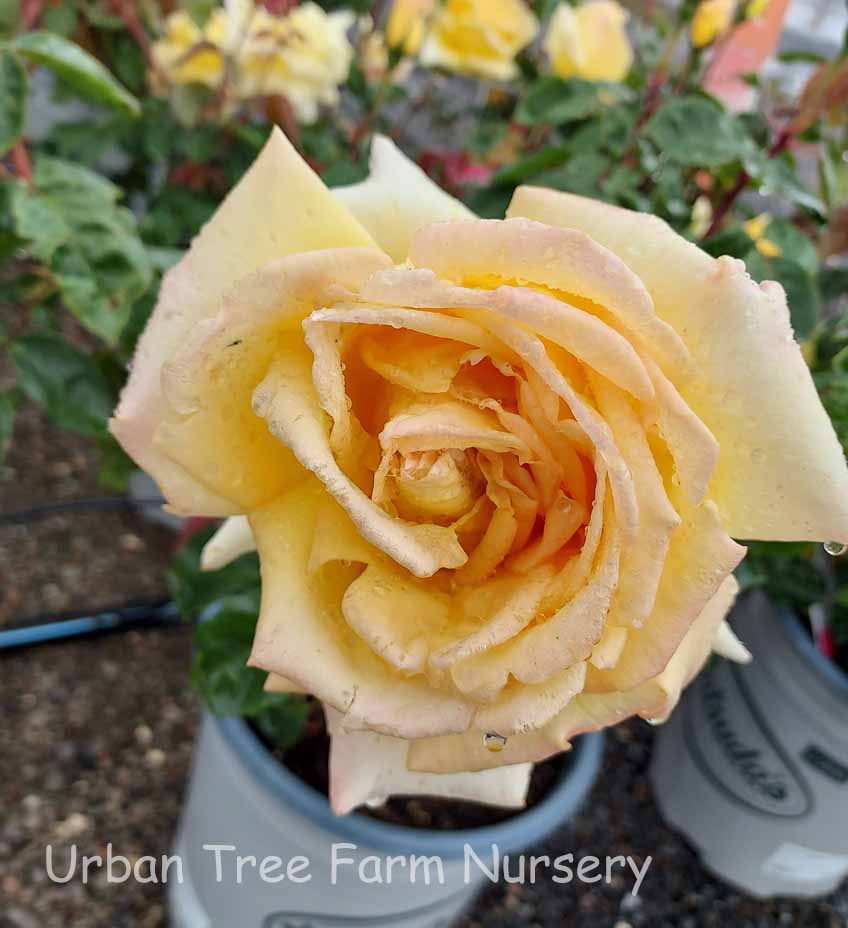 Rosa 'Oregold' | Urban Tree Farm Nursery