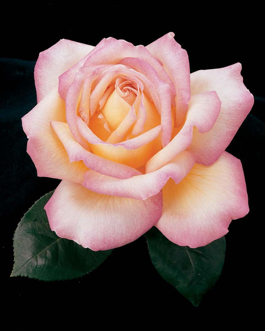 Rosa 'Peace' | Urban Tree Farm Nursery