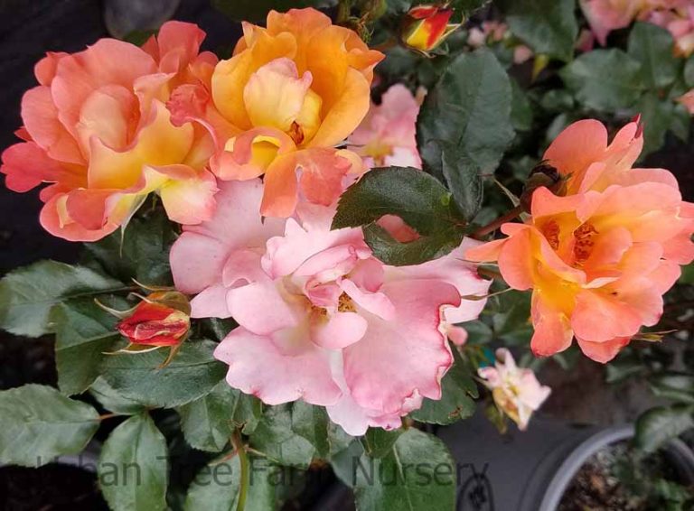 Rosa 'Playboy' | Urban Tree Farm Nursery