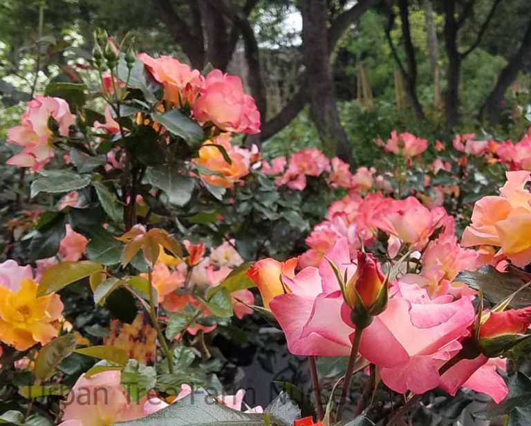 Rosa 'Playboy' | Urban Tree Farm Nursery